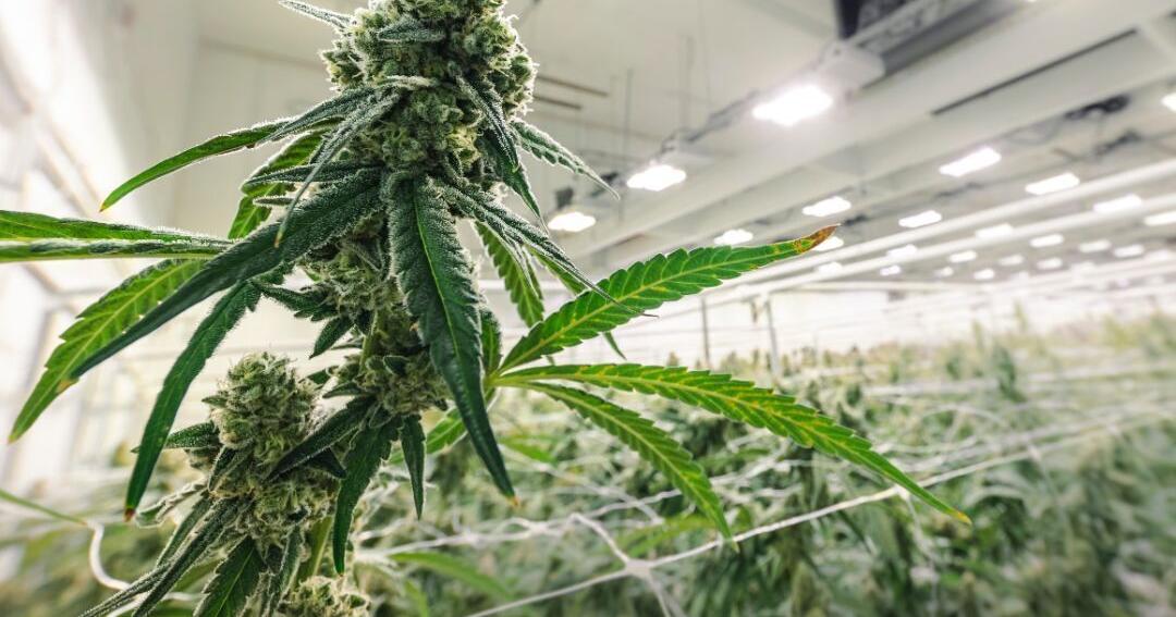 Smell of pot results in driver's Valparaiso arrest, highlighting ...