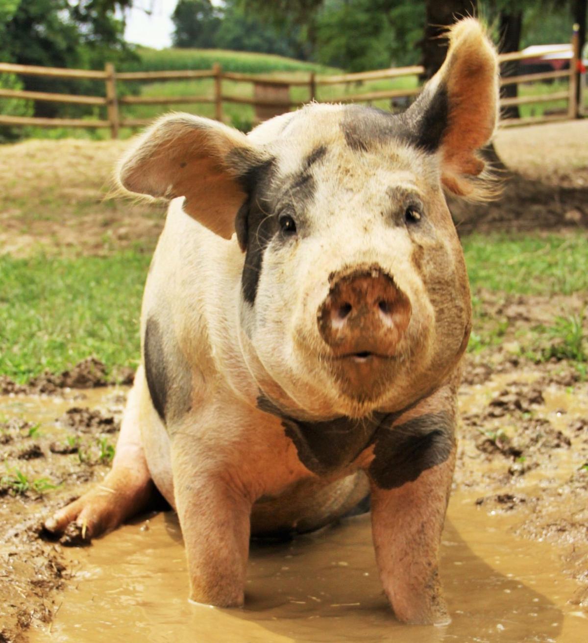 Get personal and up close with a pig | Leisure - Lifestyles | nwitimes.com