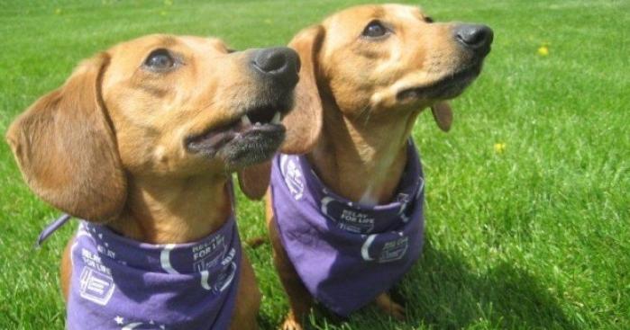 Bark for Life helps American Cancer Society