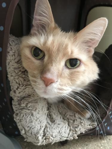 How to help your dog, cat stay lean and keen