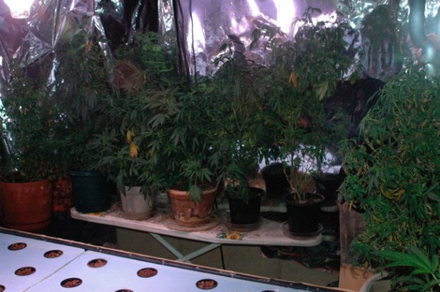 'Lucrative' pot operation busted in LaPorte County