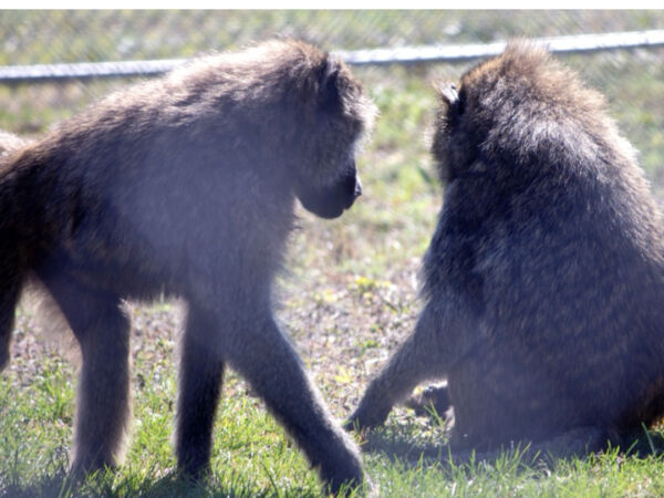 BaboonFest not monkeying around with primate preservation