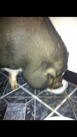 'She's not your average farm pig.' Hobart woman hopes to keep her 300 ...