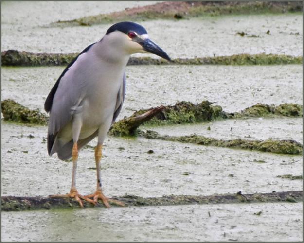 Highland Rookery turns wetlands into a bird haven, outdoor classroom