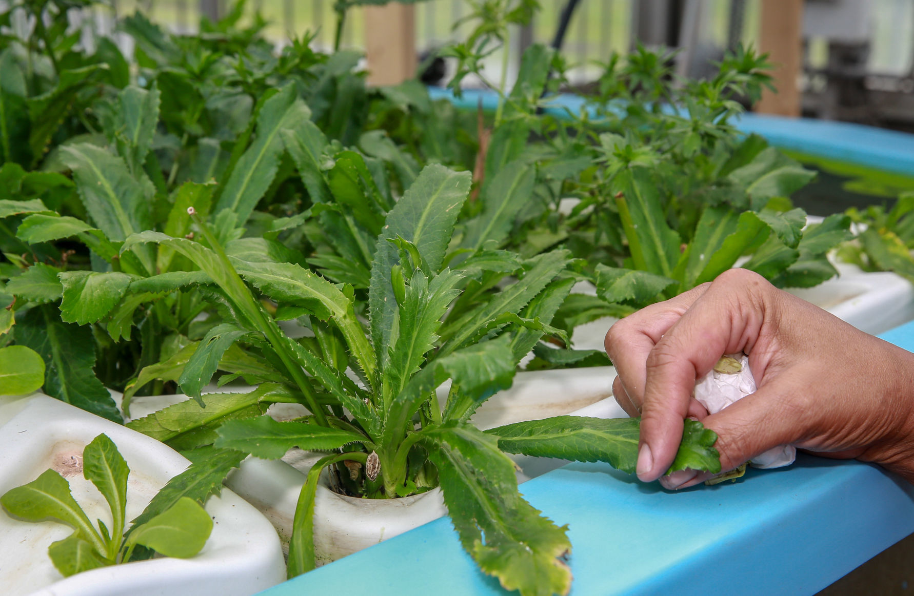 Anti-cilantro gene and other causes of picky eating