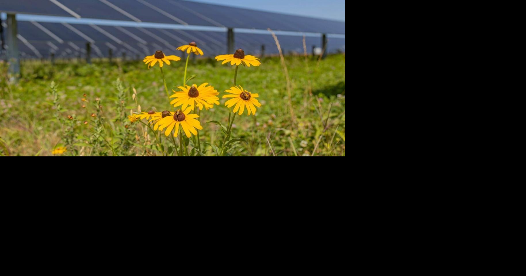 Lightsource BP opens 188-megawatt solar farm near New Carlisle