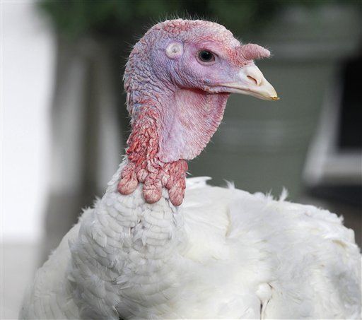 Talking turkey on Thanksgiving Day