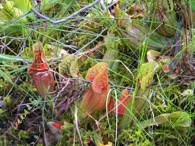 Swimming, hiking, history, ecology all highlight the Indiana Dunes