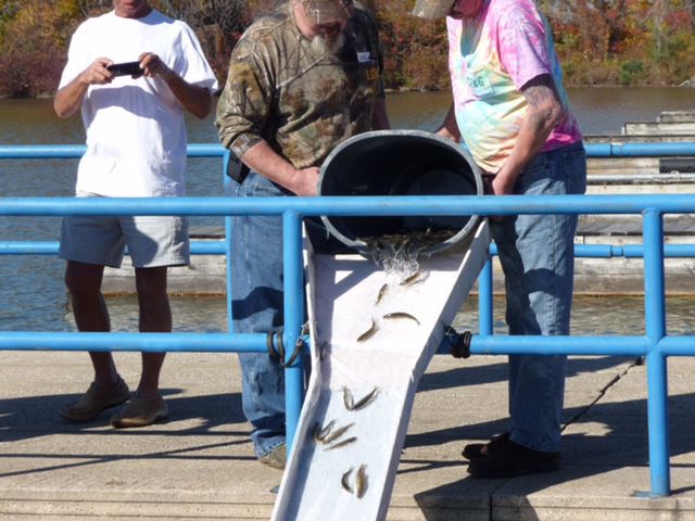 Local Fishing Organization stocks 3,000 walleye fingerlings in annual ...