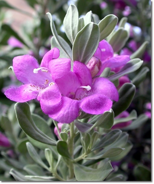 Herbal Healer What Is Sage Healthy Living Nwitimes herbal-healer-what-is-sage-healthy-living-nwitimes