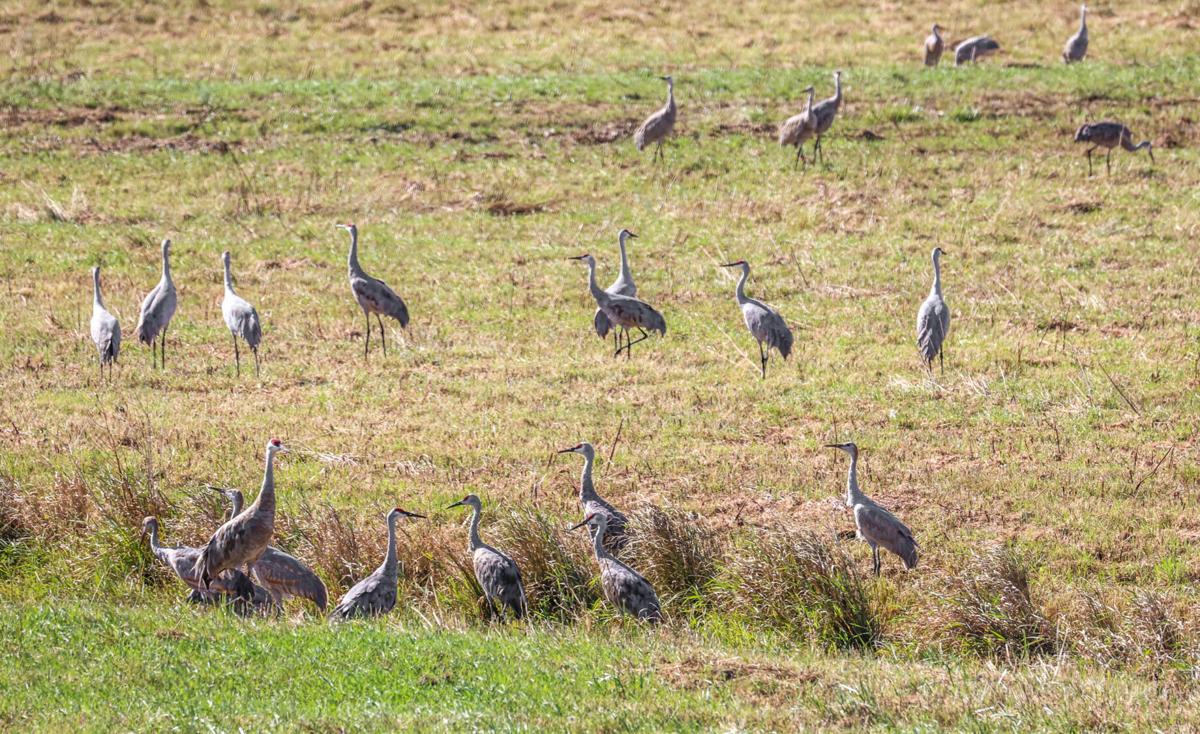 Sandhill cranes flock back to Jasper-Pulaski Wildlife Area for fall ...
