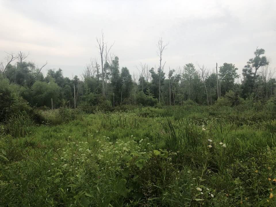Indiana Dunes National Park to host Great Marsh Trail hike