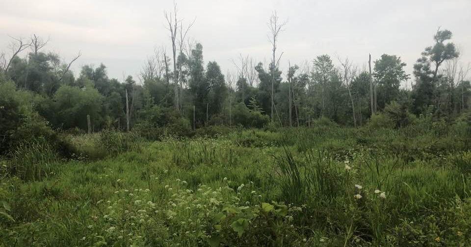 Indiana Dunes National Park to host Great Marsh Trail hike