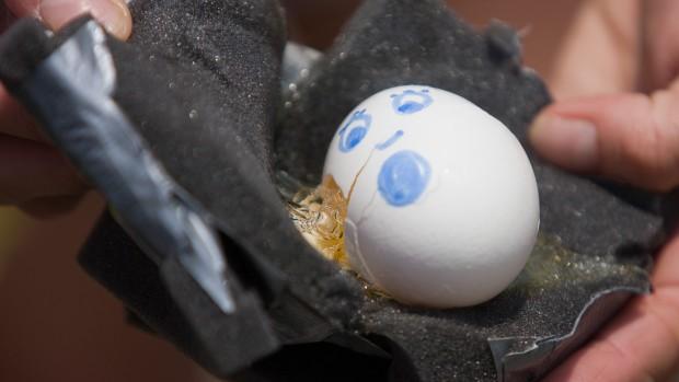 Egg Drop Group Valparaiso News Nwitimes egg-drop-group-valparaiso-news-nwitimes