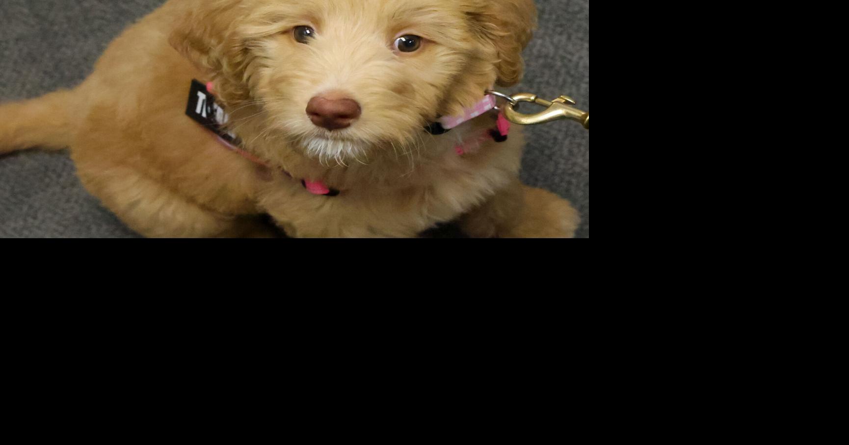 PHOTOS: Griffith Police Department introduces comfort canine