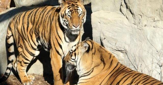 PHOTOS: Michigan City zoo's beloved tiger dies
