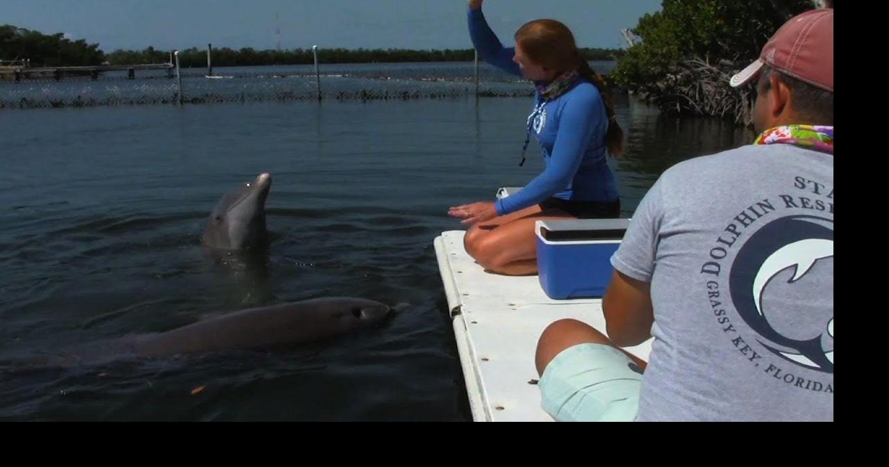 Watch a video chat with dolphins; health workers thanked with howls