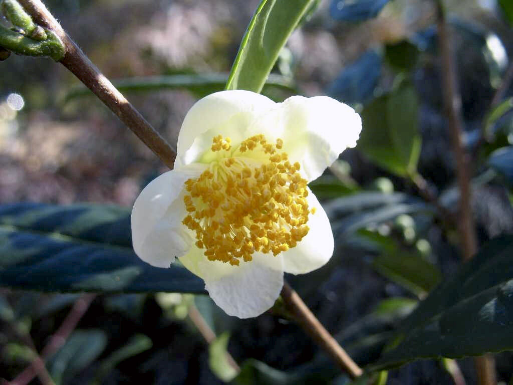 Keep your kettle whistling all year round by growing your own tea plants