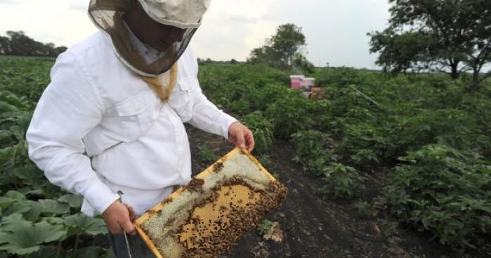 MADE IN NORTHWEST INDIANA: Gobeez Honey