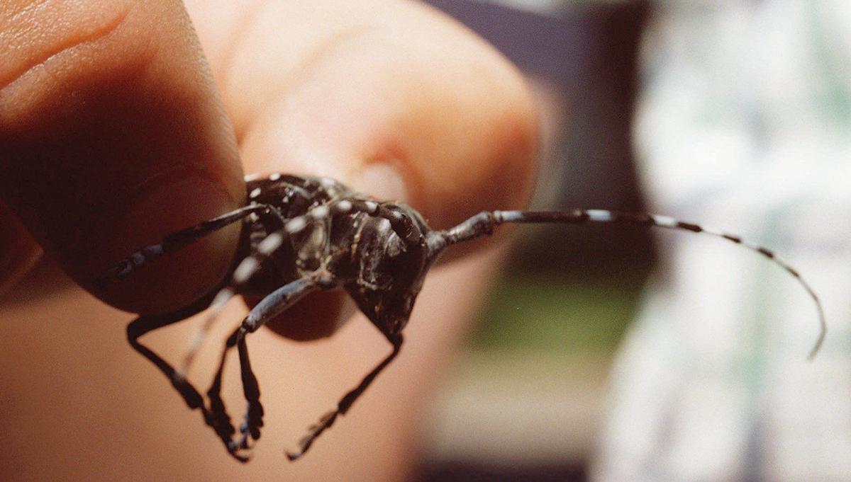 Indiana residents urged to scout trees for invasive beetle