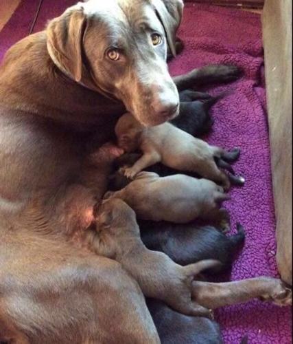 Labrador retriever found dead with gunshot wound in Porter County