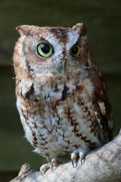 Festival of Owls to showcase birds of prey
