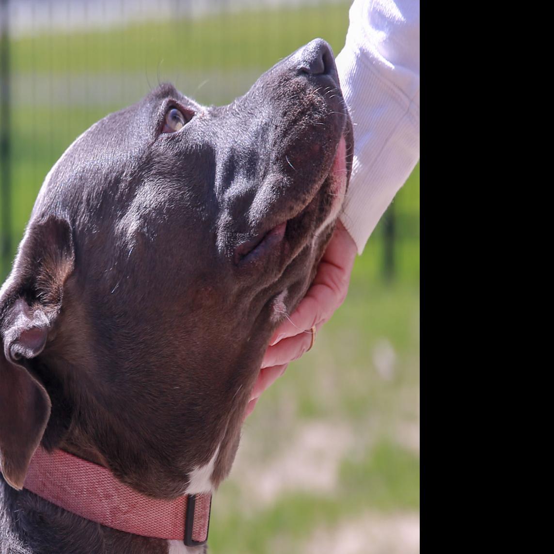 79+ What Kind Of Breed Is The Target Dog - l2sanpiero