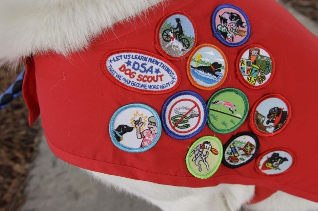 Dog Scouts of America have troops in 22 states and counting