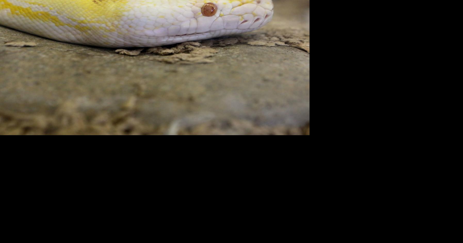 5 most-read stories today: Autopsy shows 8-foot python fatally ...