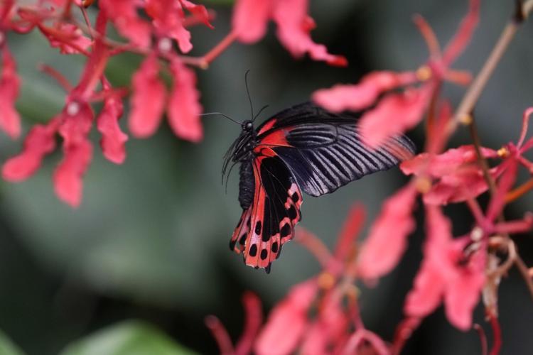 Italian museum recreates Tanzanian butterfly forest