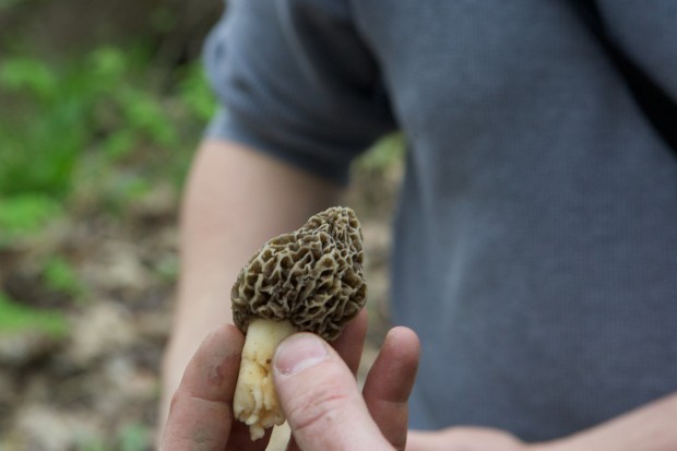 Foraging in the Michigan wild, somewhere near Wyncroft