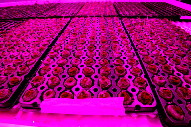 Green Sense Farms bring organic farming inside