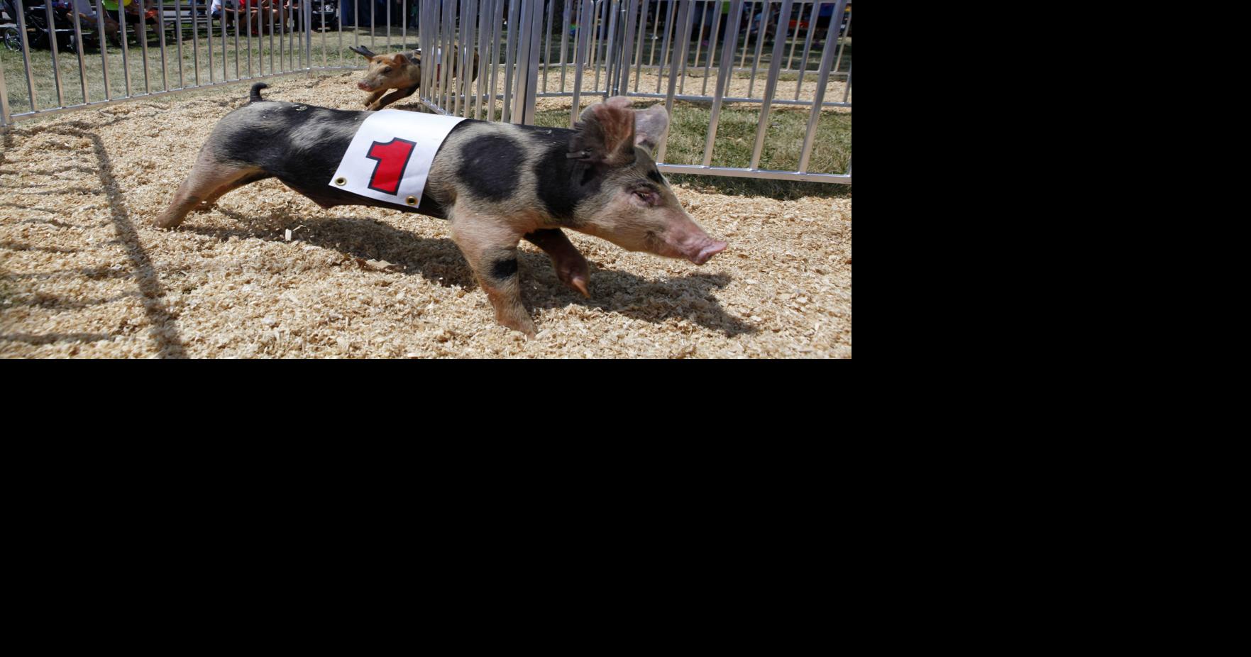 Pigs race to the finish at Lake County Fair