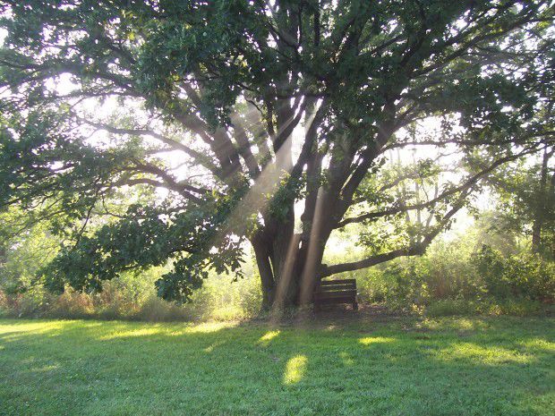 Best Public Garden/Outdoor Exhibition: Taltree Arboretum & Gardens