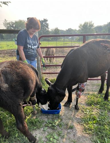 Erin's Farm long-time refuge for abused, neglected animals