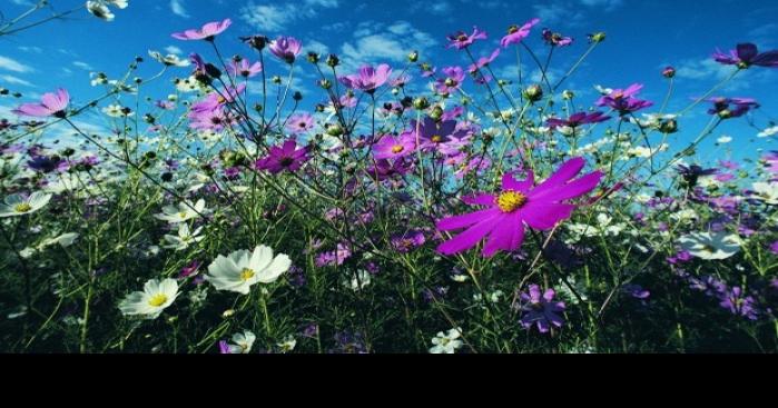Perennials for Northwest Indiana