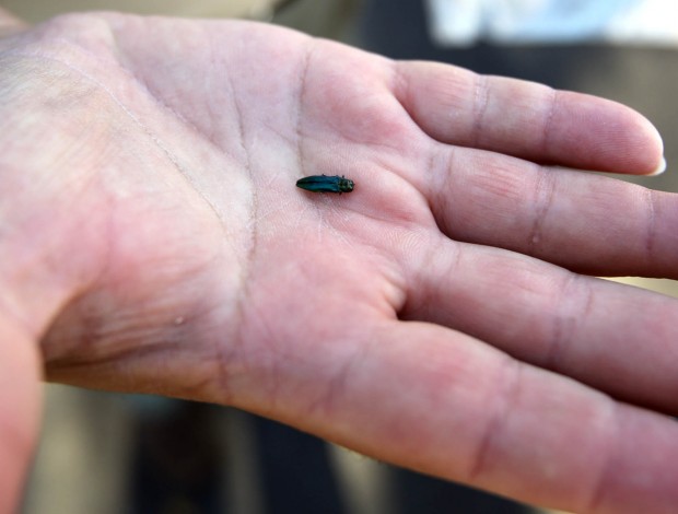 Crews begin removing Munster's infected ash trees