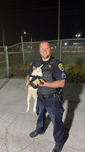 Baby goat dressed in tuxedo rescued by Hammond officer