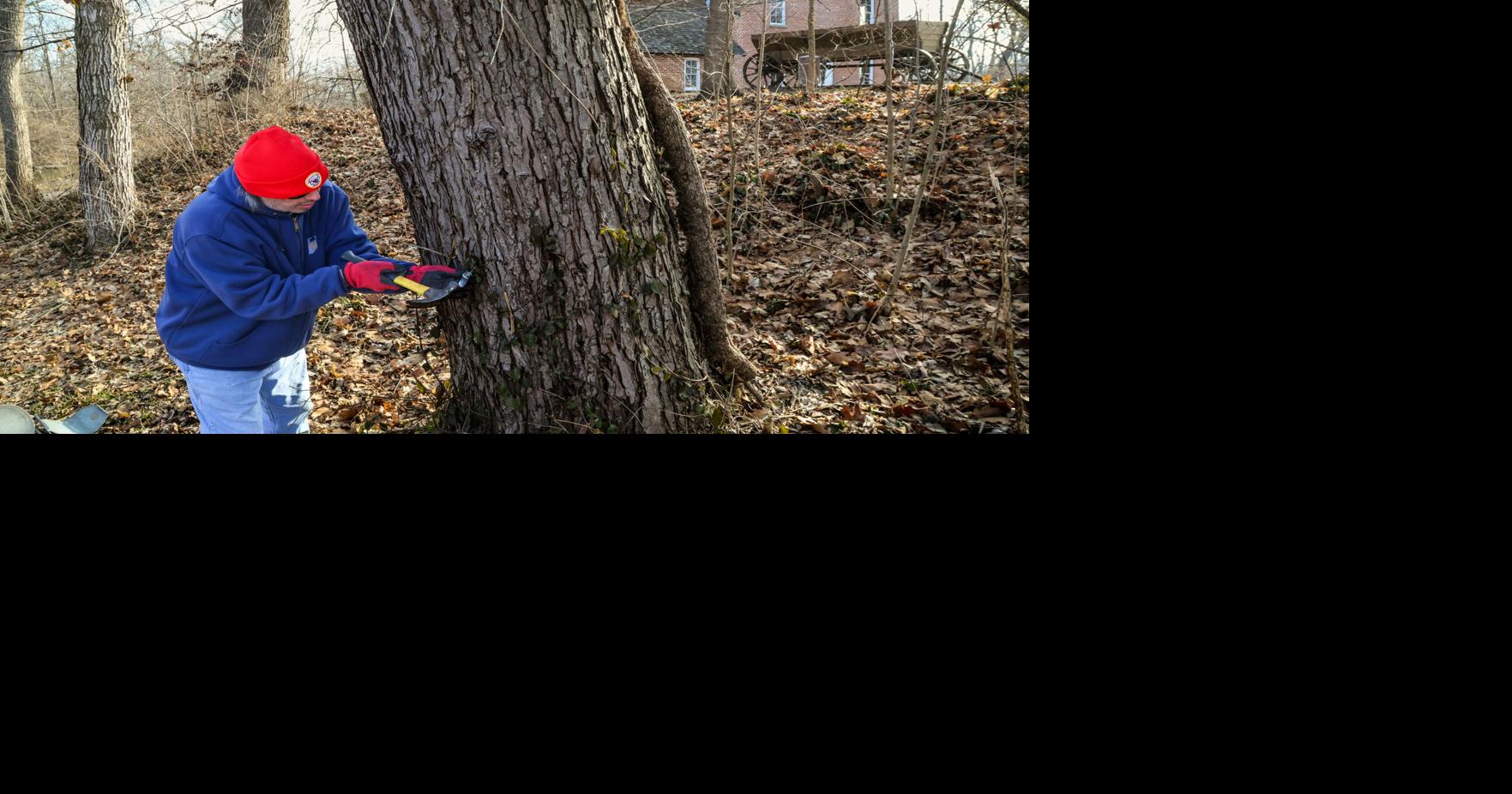 PHOTOS: Tree tapping at Deep River County Park
