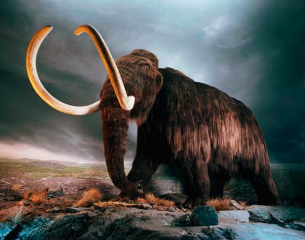 OFFBEAT: Chicago's Sofitel Water Tower hotel welcoming mammoth museum ...