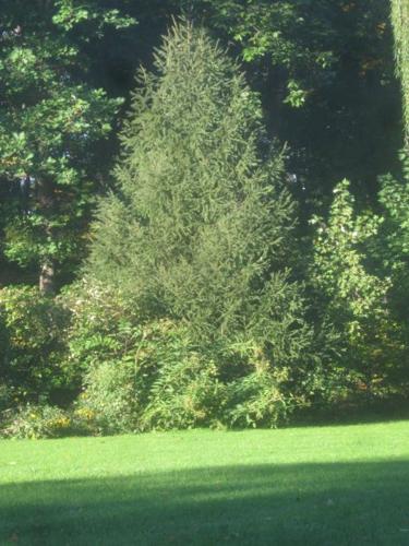 Proposal to replant spruce at Valpo roundabout taking root