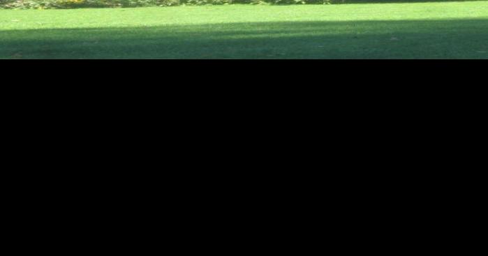 Proposal to replant spruce at Valpo roundabout taking root