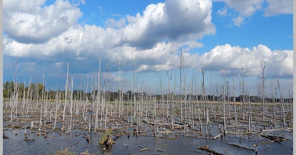 Highland Rookery turns wetlands into a bird haven, outdoor classroom