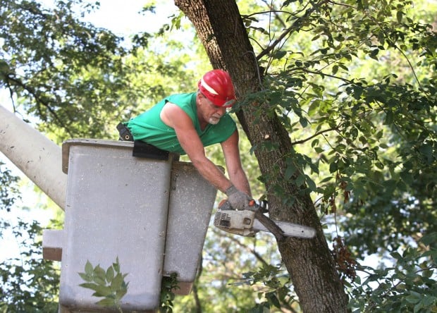 Crews begin removing Munster's infected ash trees