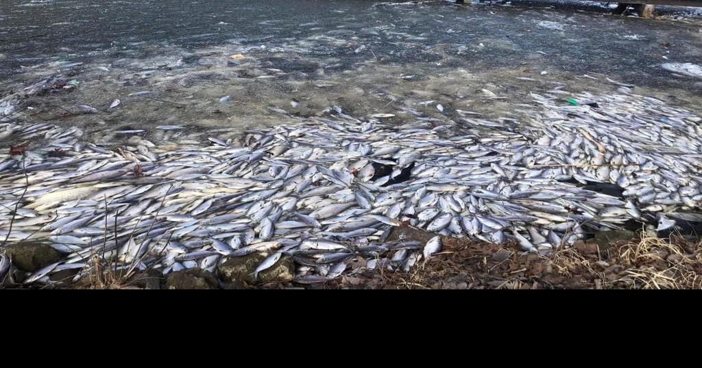 DNR investigates large fish kill in Cedar Lake