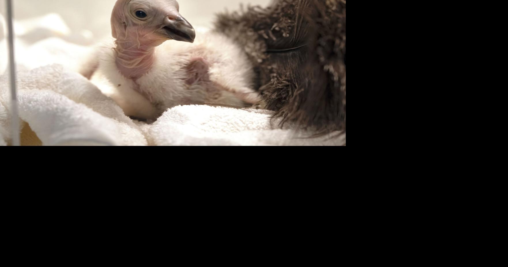 Oh, baby! Zoo sets record with 17 California condor chick births