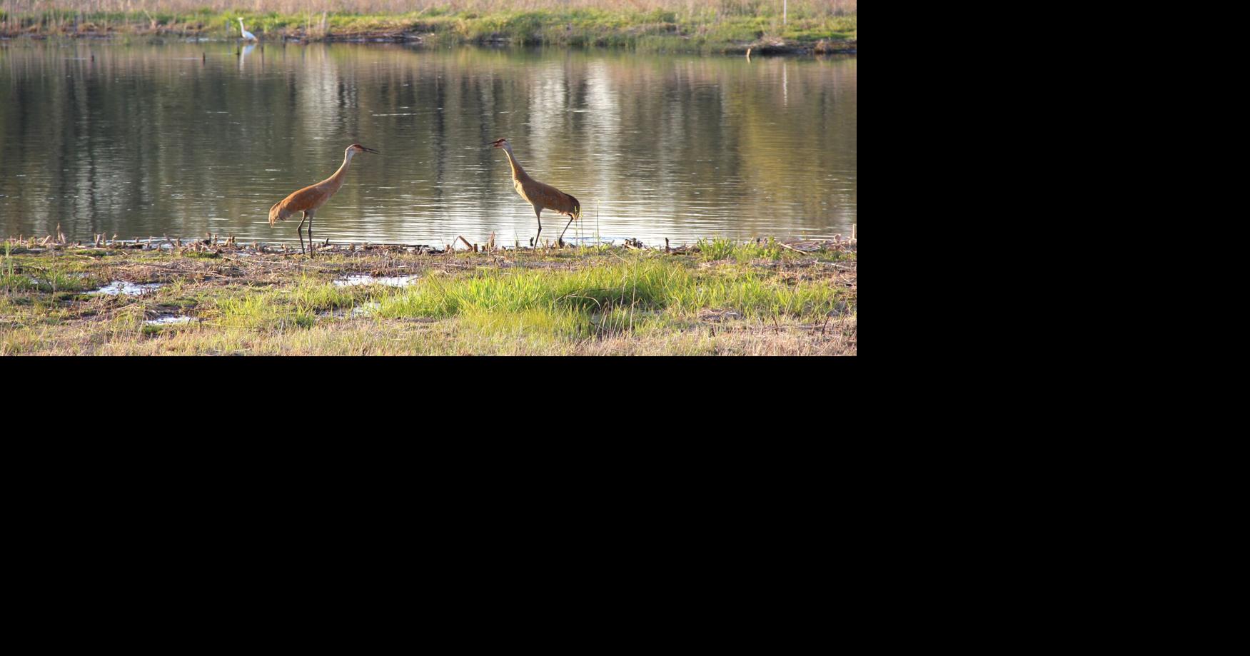 SUSAN MIHALO: Low fall sandhill crane counts striking at Jasper-Pulaski FWA