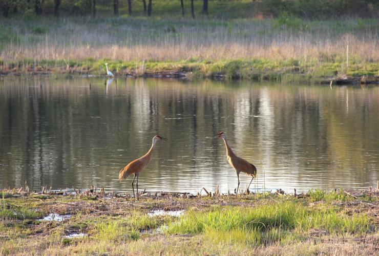 SUSAN MIHALO: Low fall sandhill crane counts striking at Jasper-Pulaski FWA