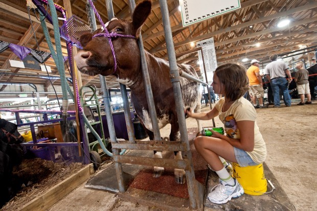 4-H beef show an 'extreme hobby'