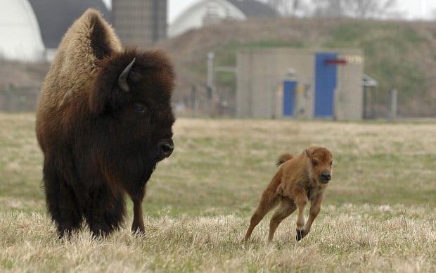 Suburban man cares for Fermilab bison